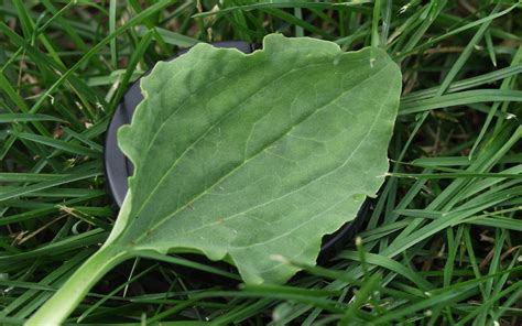 Weed Identification And Control Greenkeeper University