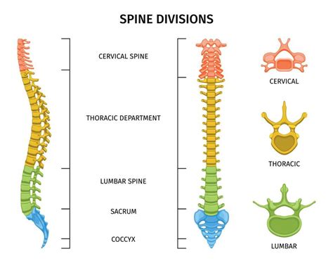 Spine Anatomy Vector Art Icons And Graphics For Free Download