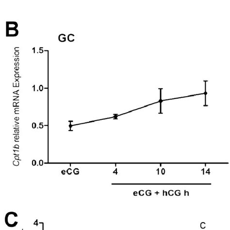 Schematic Representation Of B Oxidation Pathway And Its Inhibition By Download Scientific