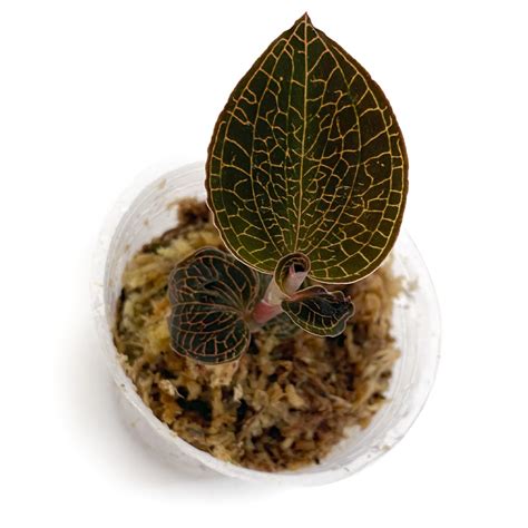 Anoectochilus Roxburghii Red Biotopo Wholesale