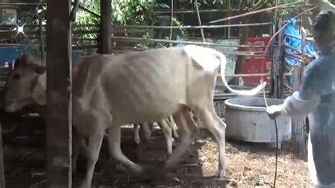 Fourth Anthrax Case Confirmed In Northeast Thailand Outbreak Thaiger