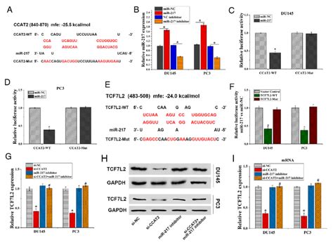 Ccat2 Regulates Tcf7l2 Expression By Binding To Mir 217 A Schematic