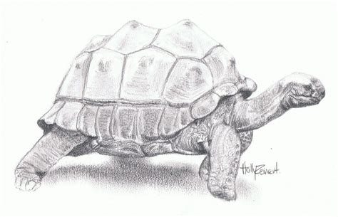 Turtle Drawing Reference And Sketches For Artists
