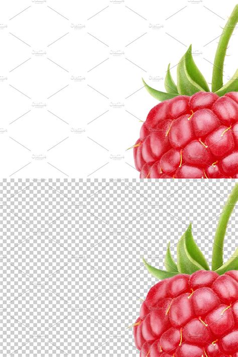 One Raspberry Masterbundles