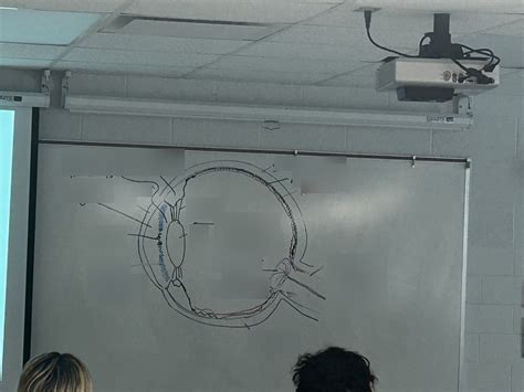 Eye Anatomy Diagram Quizlet