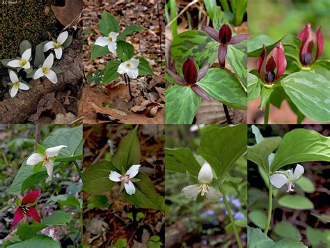 The Buckeye Botanist Guide To The Trillium Of Ohio