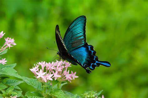 ピンク色の花に止まるカラスアゲハの蝶の接写の写真素材 フリー素材ぱくたそ