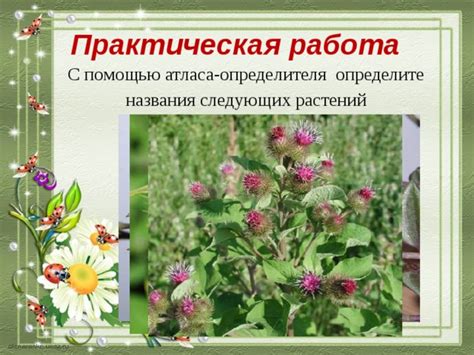 Презентация Разнообразие растений