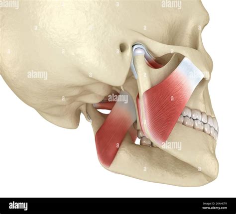 Tmj The Temporomandibular Joints And Muscles Medically Accurate 3d