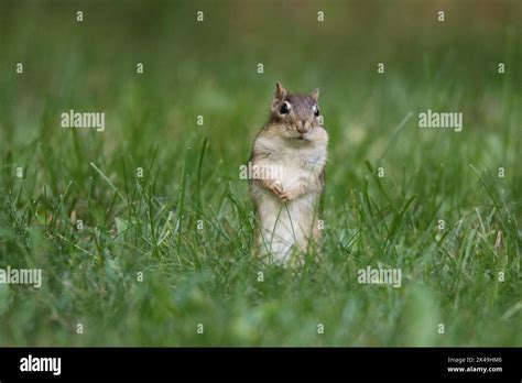Eastern Chipmunk Standing Upright Out Looking For Food In Fall In Grass