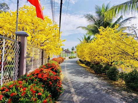 Hoa Mai Vang