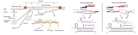 易基因：细菌微生物基因表达调控表观研究方案｜原核三代甲基化转录组 哔哩哔哩
