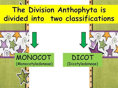 Plant Kingdom Division Anthophyta Pptx