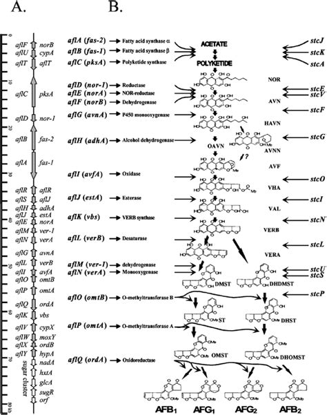 Clustered Genes A And The Aflatoxin Biosynthetic Pathway B The