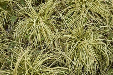 10 Popular Sedges For Ornamental Garden Use