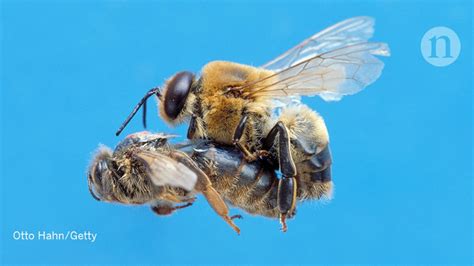 Queen Bees Profile Interesting Facts About Queen Honey Bees Carolina Honeybees Honey Pollen