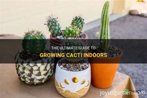 The Ultimate Guide To Growing Cacti Indoors Shuncy