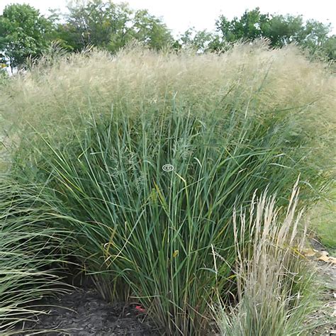 Panicum Virgatum Cloud Nine Switch Grass Cloud Nine Tray Of 38