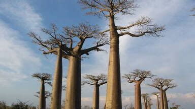 Andrefana Dry Forests Unesco World Heritage Centre