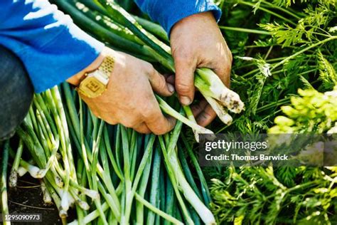 Scallions Growing Photos And Premium High Res Pictures Getty Images