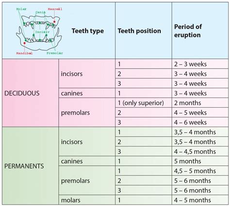 Kitten Teeth Age Chart