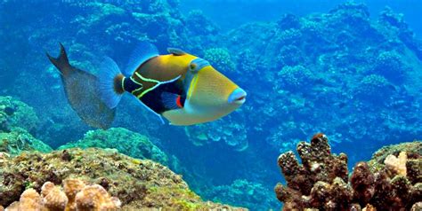 Salt Pond Beach Park Kauai Complete 2025 Visitor Guide