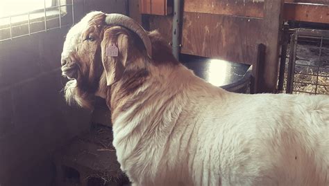 Odd Barn Farm Boer Goats Home