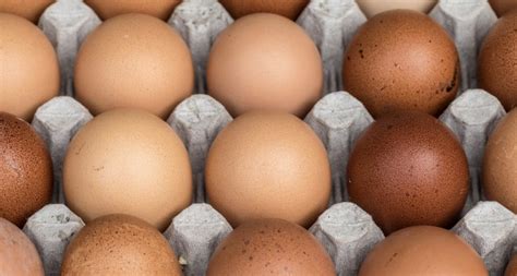 What Do The Different Egg Sizes Mean