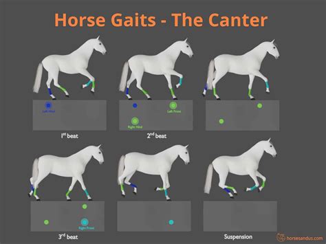 Tennessee Walking Horse Breed Profile 7 Interesting Facts