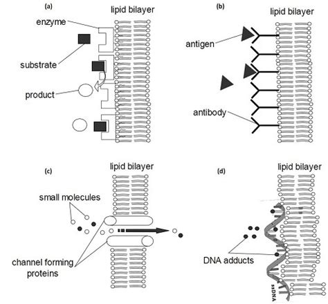 Membranes Free Full Text Artificial Lipid Membranes Past Present