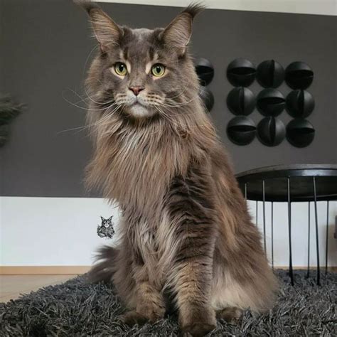17 Maine Coon Cats With Green Eyes Majestic Photos