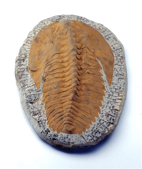 Fossil Ammonite Promicroceras Planicosta Lyme Regis Uk Jurassic 200