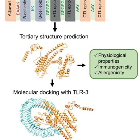 scheme of design of a multi epitope subunit candidate vaccine using