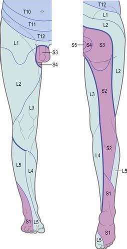Sacral Nerves Dermatomes