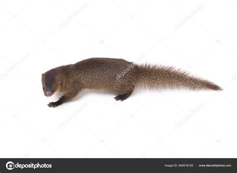 Close Javan Mongoose Small Asian Mongoose Herpestes Javanicus Isolated White Stock Photo