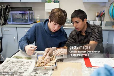 Science Class Dissection Photos And Premium High Res Pictures Getty