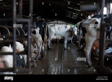 Dairy Cows Waiting To Be Milked For Milk At A Dairy Farm In South Wales