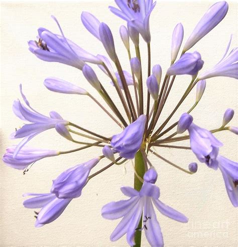 Agapanthus Ii Photograph By Angela Cartner Fine Art America