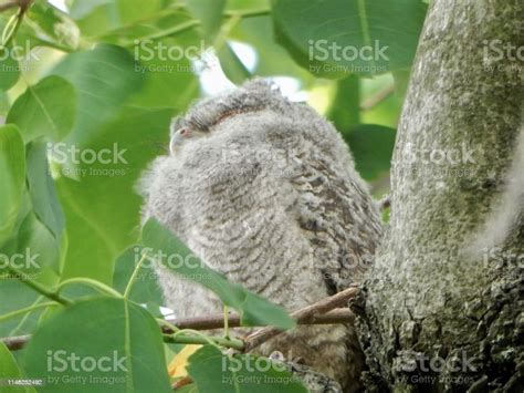 활기찬 녹색과 질감의 나무의 배경과 동부 스크리 흐 올빼미와 Owlets 0명에 대한 스톡 사진 및 기타 이미지 0명 고리