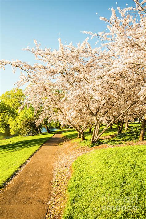 Cherry Blossom Lane Photograph By Jorgo Photography Fine Art America