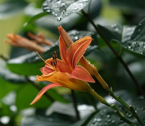 Dsc08749 Paul Manenti Flickr