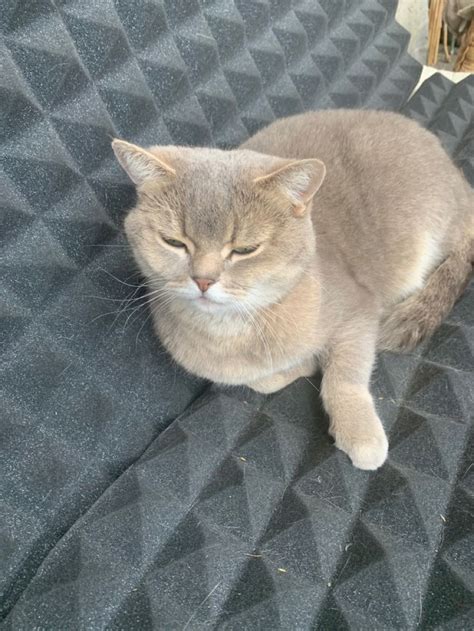 Lilac Cat | Cats, Animals, Lilac
