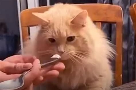 Qué significa cuando un gato llega a tu casa Cultivando el medio