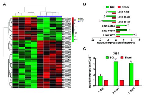 Upregulation Of Lncrna Xist In Sci Model Rats A Heat Map