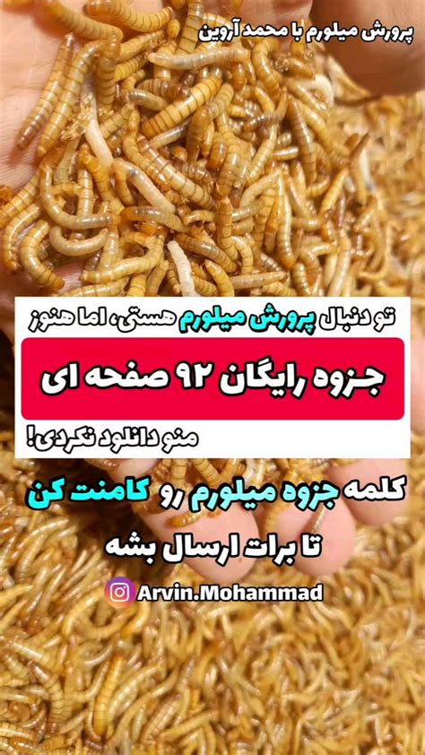دانلود جزوه پی دی اف پرورش میلورم رایگان Pdf پرورش میلورم رایگان