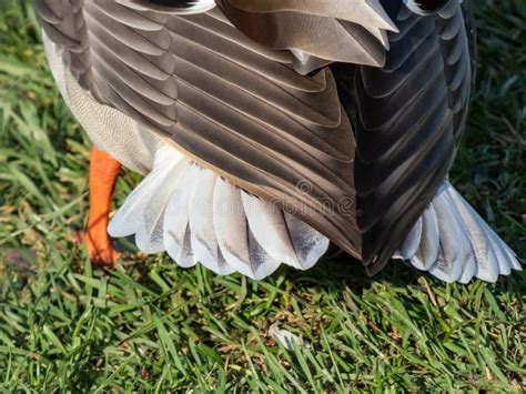 The Back Tail And Wing Feathers Of Adult Breeding Male Mallard Or