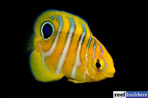 Cuteness Overload While Touring Bali Aquarich Reef Builders The