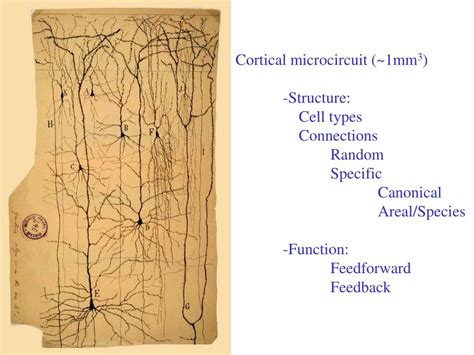 Ppt Cortical Microcircuit ~1mm 3 Structure Cell Types