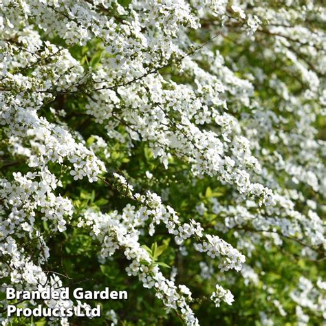 Spiraea Thunbergii