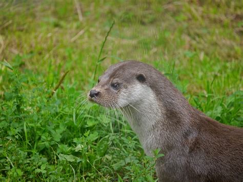 Otter Mustelid Mammal Free Photo On Pixabay Pixabay